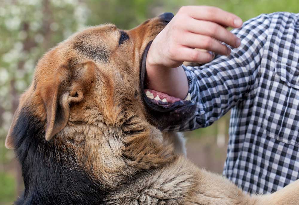 Mi perro muerde mucho: Solución con 4 consejos